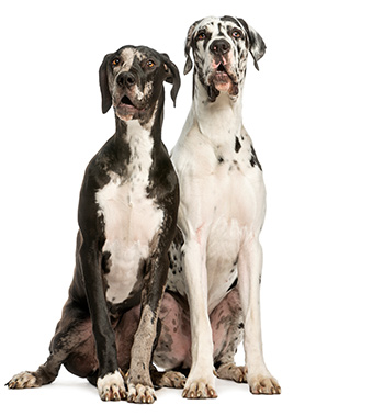 GRADLYN Petshipping - Pet carrier